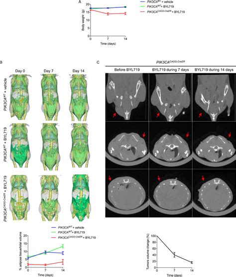 Ct Scan Evaluation Of The Tumours And Adipose Tissue Before And After Download Scientific