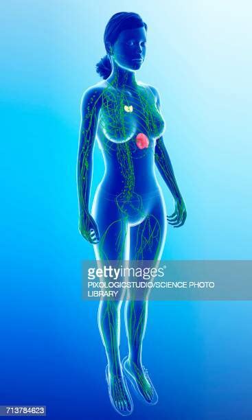 Lymphatic System High Res Illustrations Getty Images