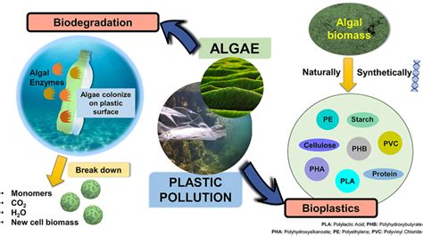 Natures Fight Against Plastic Pollution Algae For Plastic