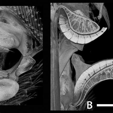 Renders Of Modern Batoid Dentitions A B Renders Of A Juvenile Download Scientific Diagram