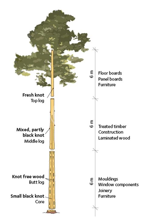 Is Timber Cracking A Natural Process