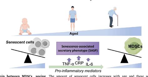 Figure 1 From The Role And Research Progress Of Mdsc In Immune Aging