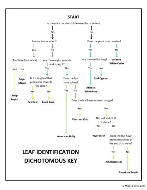 Tree Identification Matching Cards Dichotomous Key Included By Megan And Wren
