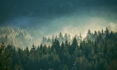 A Buffer Zone For Trees World Sensorium Conservancy