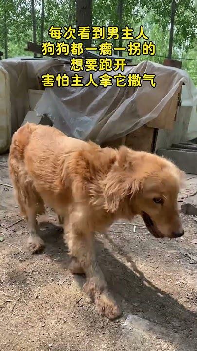 因家庭矛盾沖突！可憐的狗狗卻淪爲犧牲品，狗狗：帶我走好不好 Youtube