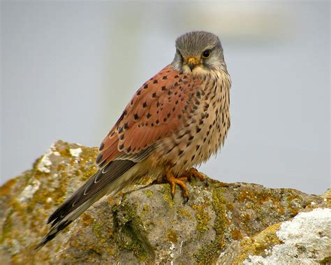 Eurasian Kestrel Birds Of Kenya · Inaturalist