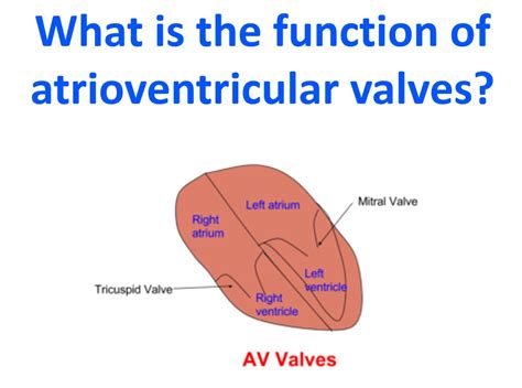 Atrioventricular Valve Function