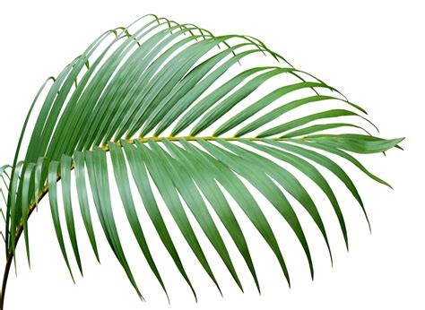 Palm Leaf Png