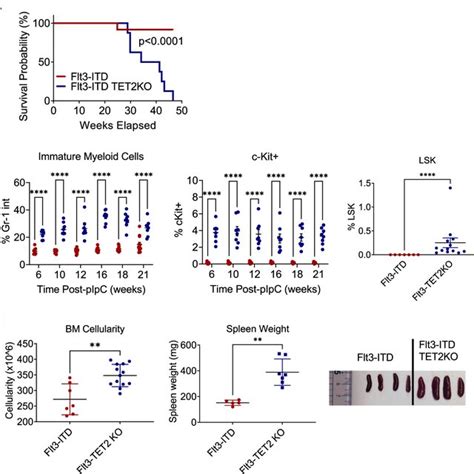 Aml Development In Flt3 Itd Tet2 Floxflox Mx 1 Cre Mice A Kaplanmeier