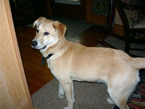 Yellow Lab Border Collie Mix