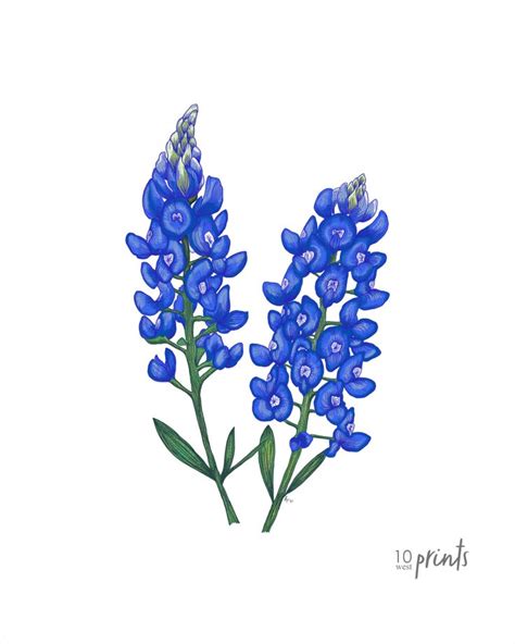 Bluebonnet Flower Clip Art Texas State Mockingbird And Bluebonnet