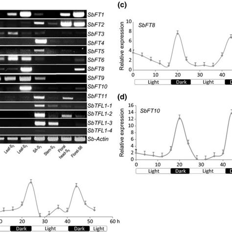 Bimolecular Fluorescence Complementation Bifc Assay In Tobacco Leaf
