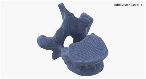 3d Thoracic Vertebrae Th1 Th12 Turbosquid 1588656