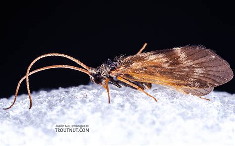 Caddisfly Genus Brachycentrus Grannoms