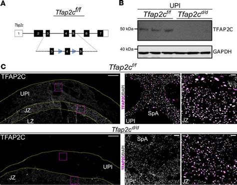 Jci Insight Tfap2c Is A Key Regulator Of Intrauterine Trophoblast