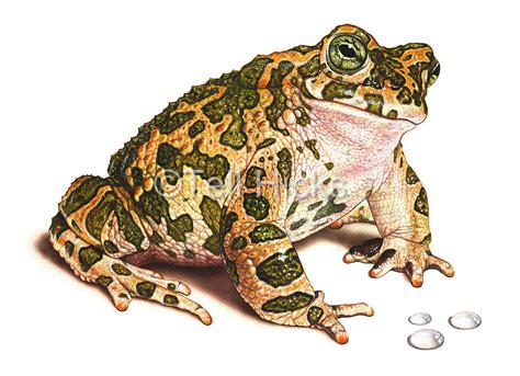 European Green Toad Tell Hicks