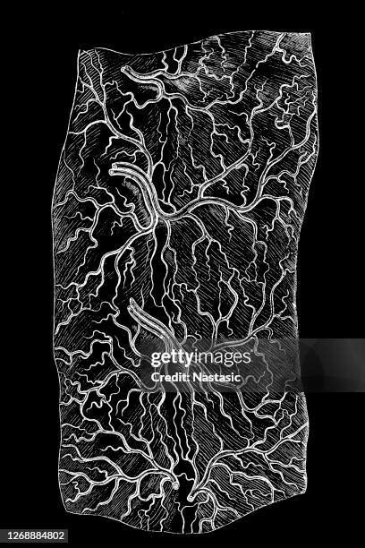 77 Human Duodenum Stock Illustrations High Res Illustrations Getty Images