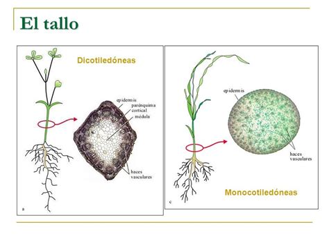 Biologia Vegetal Ii Plantas Vasculares