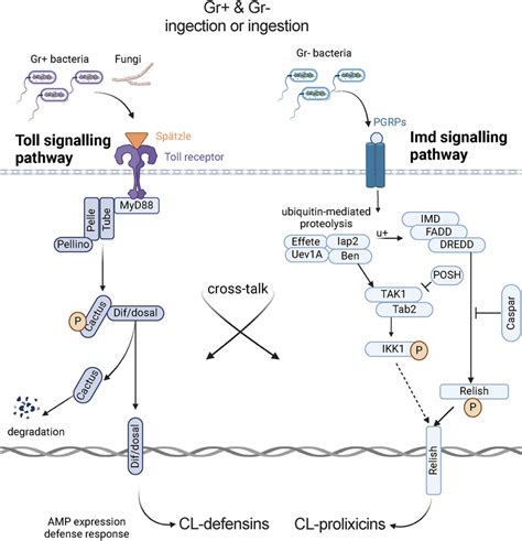 regulatory cross talk and functional overlap in toll and imd signaling