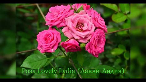 Rose Lovely Lydia (Роза Лавли Лидия) - YouTube