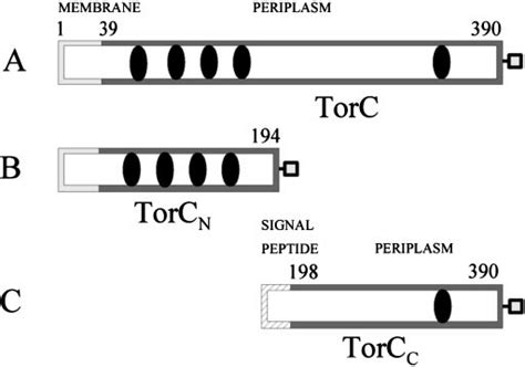 Schematic Diagram Of Proteins Torc Torc N And Torc C Representation Download Scientific