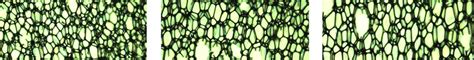 rigid pur foam morphology parameters download scientific diagram