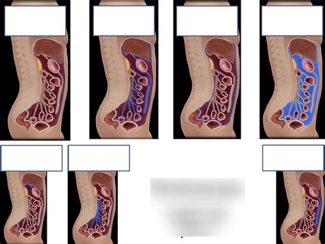 Serous Peritoneum Diagram Quizlet