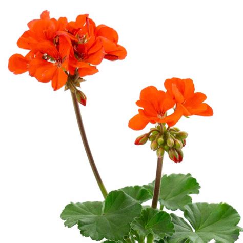 Zonal Geranium — Green Acres Nursery And Supply