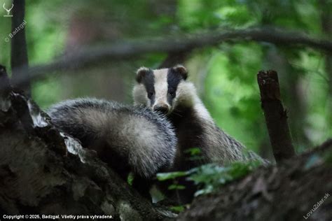 Rodinka Poľovnícka Fotografia Fotka Poľovnícke Foto 395999 Lovuzdarsk By Doduin