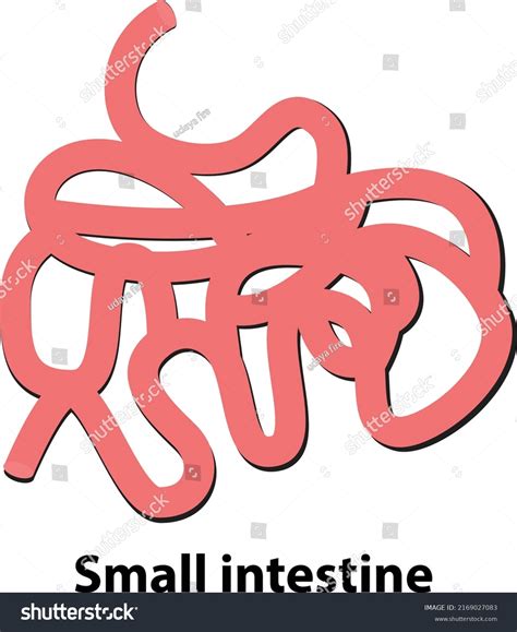 Human Bodys Internal Organ Small Intestine Stock Vector Royalty Free Shutterstock