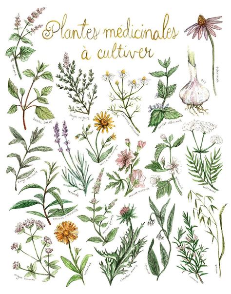 Imprimé Plantes Médicinales à Cultiver Poster Planche Botanique Affiche Plantes Médicinales