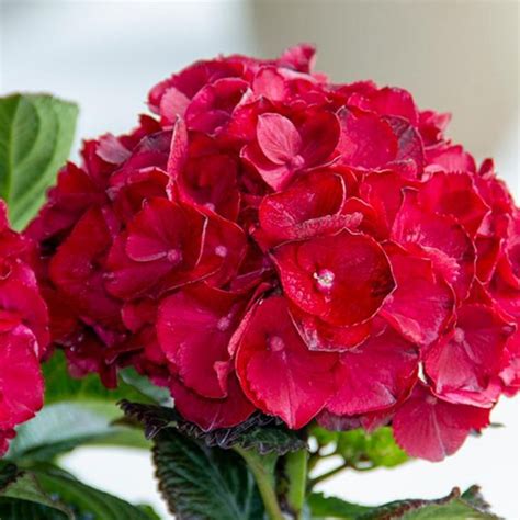 Hydrangea Pink Ruby Large Flowered Mophead Hydrangea Xxxl Plants