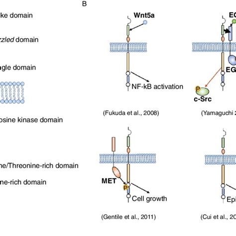 Pdf Ror1 An Embryonic Protein With An Emerging Role In Cancer Biology