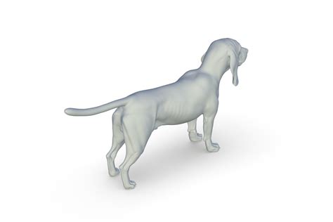 English Cocker Spaniel 3d Model Turbosquid 2217181