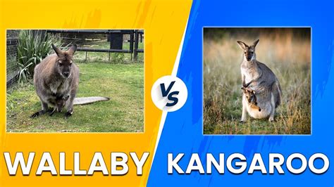 Wallaby Vs Kangaroo Which Marsupial Suits You Best Youtube
