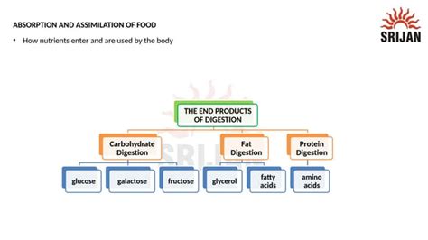 Absorptionassimilationpresentationpptx