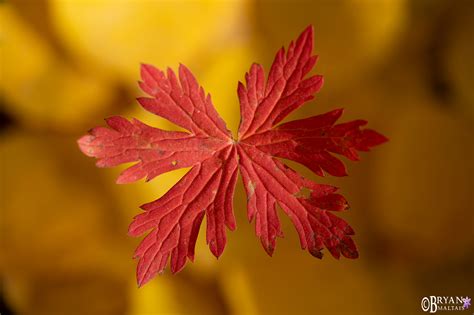 Geranium Red Fall Foliage Wildernessshots Photography