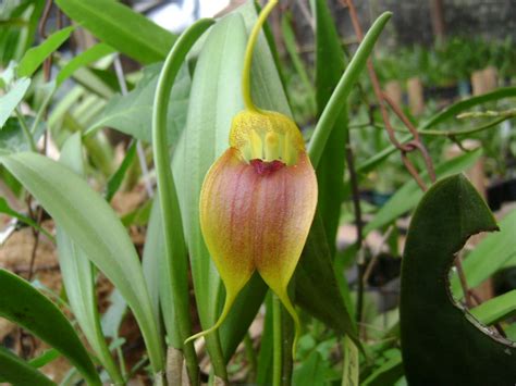 Masdevallias