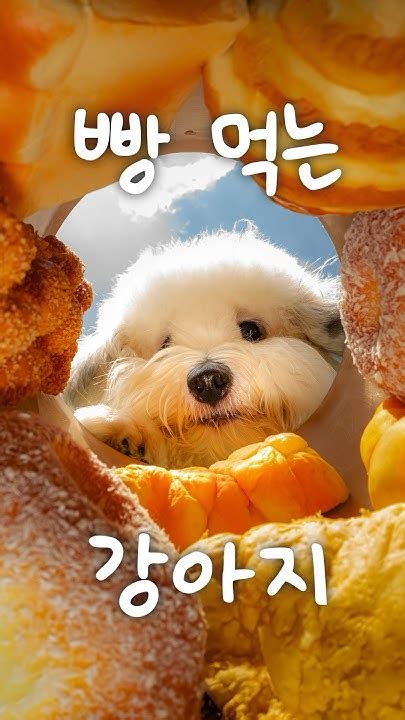 강아지 빵 먹어도 되나요 Shorts Youtube