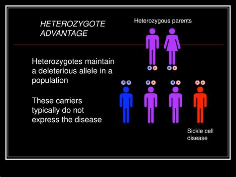 The Sickle Cell Allele Results From A Single Point Mutation In The Gene
