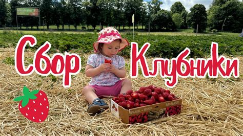 Собираем клубнику на поле - YouTube