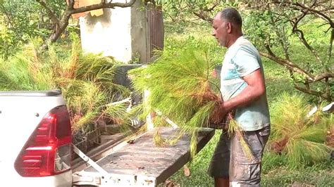 Ministry Promotes Community Tree Planting FBC News