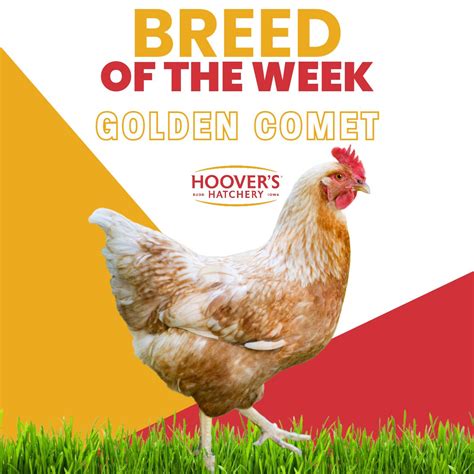 Hoovers 🐔golden Comets Are A Great Sex Link Chicken That Has Great
