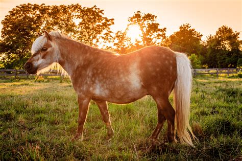 What Are The Different Colors Of Shetland Ponies Fczfox