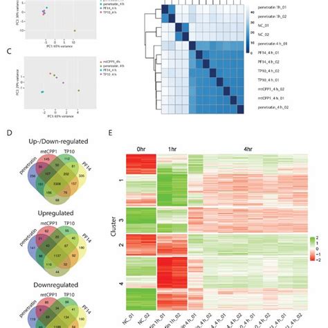 A Pca Plot And Distance Heatmap Of Rna Seq Samples From Wt Hela Cells