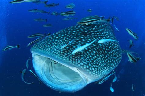 What Are Filter Feeding Animals How They Eat Types And Examples