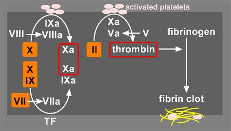 Prothrombin Complex Concentrate A General Antidote For Oral