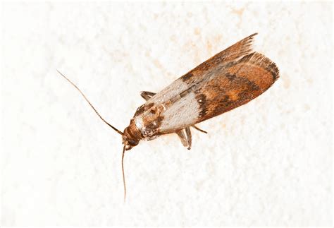How To Get Rid Of Pantry Moths Pestxpert