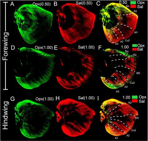 Expression Of Optix Opx And Spalt Sal In Bicyclus Anynana Larval