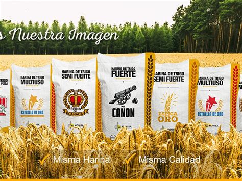 Monisa Author At Monisa